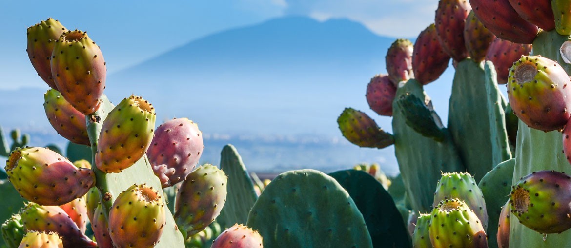 Versatile, come un fico d'India... | Guida Sicilia