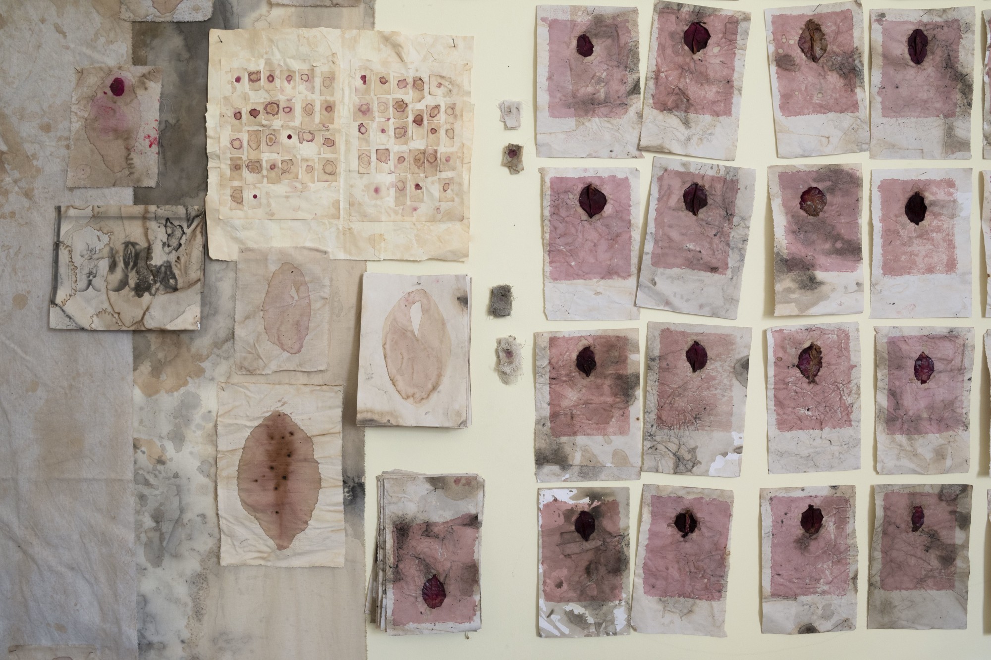 ''Tiziana Cera Rosco. Anthurium - Parla mio fiore'', Orto Botanico di Palermo - Orto Botanico di ...