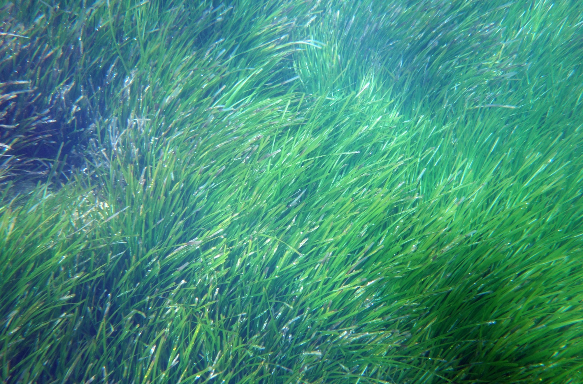 I consigli per difendere le nostre ''praterie del mare'' | Guida Sicilia